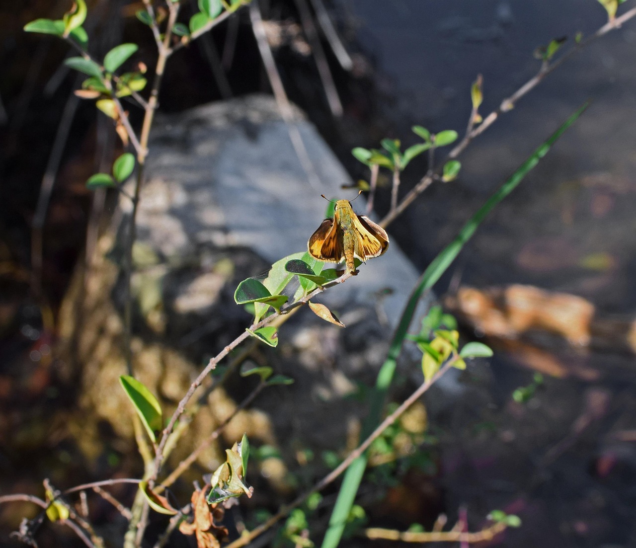 Fiery Skipper On Branch - Free photo on Pixabay - Pixabay