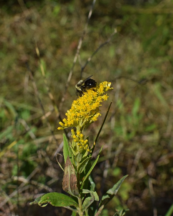Honeybee On Goldenrod Bee Insect - Free photo on Pixabay