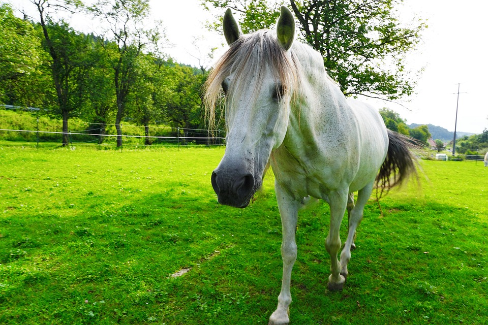 Pferd Weiss Schimmel - Kostenloses Foto auf Pixabay - Pixabay