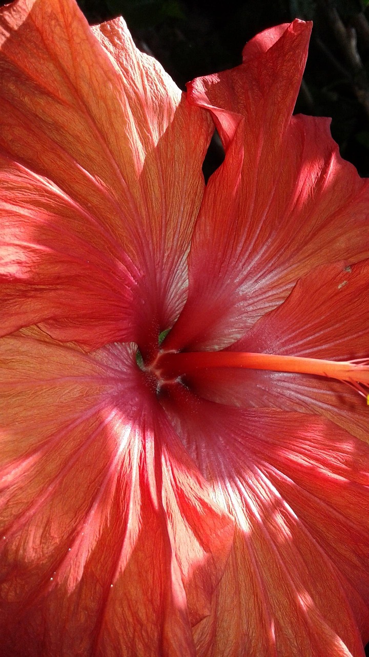 芙蓉 粉色的 花 - Pixabay上的免费照片 - Pixabay