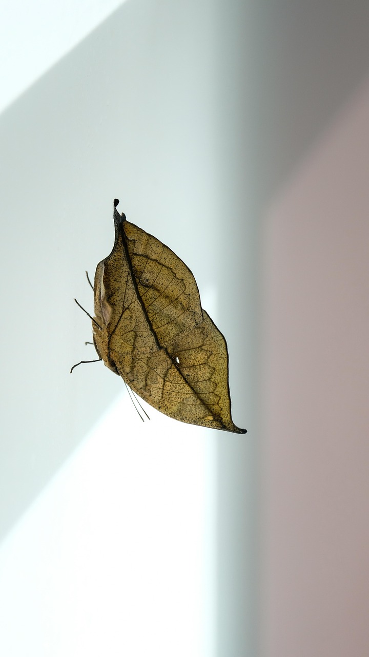 Butterfly Indian Leaf Nature - Free photo on Pixabay - Pixabay