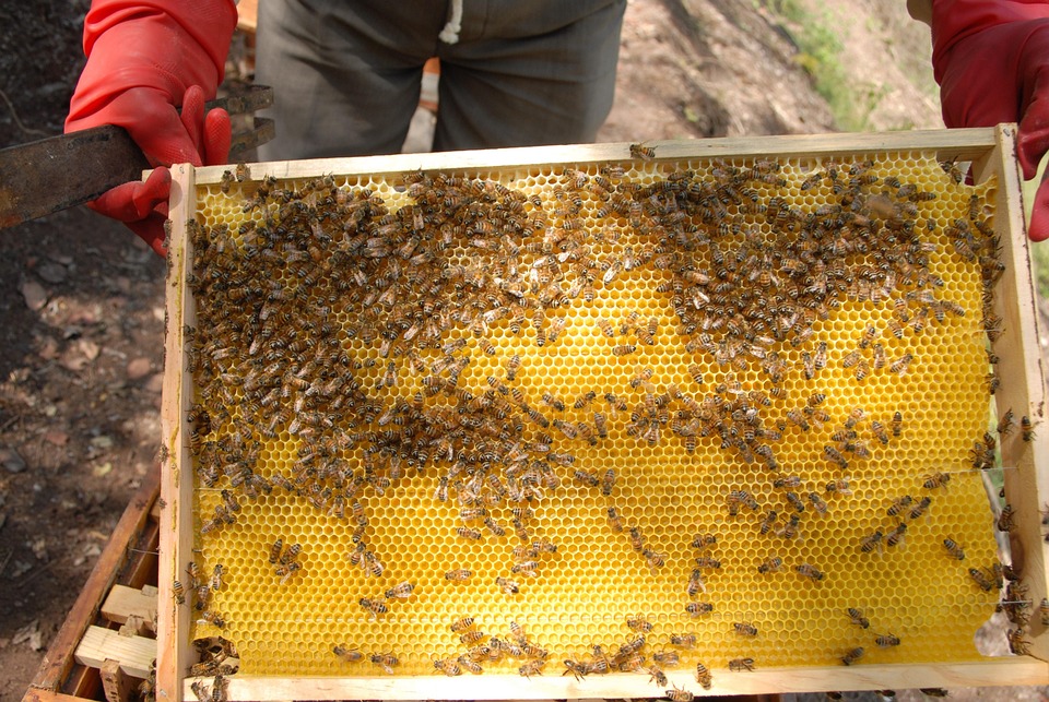 Apiculture Ruche Mon Chéri - Photo gratuite sur Pixabay - Pixabay