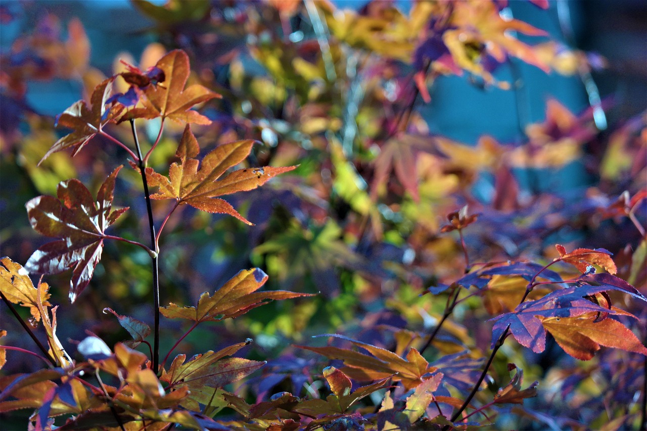 Tree Leaves Maple - Free photo on Pixabay