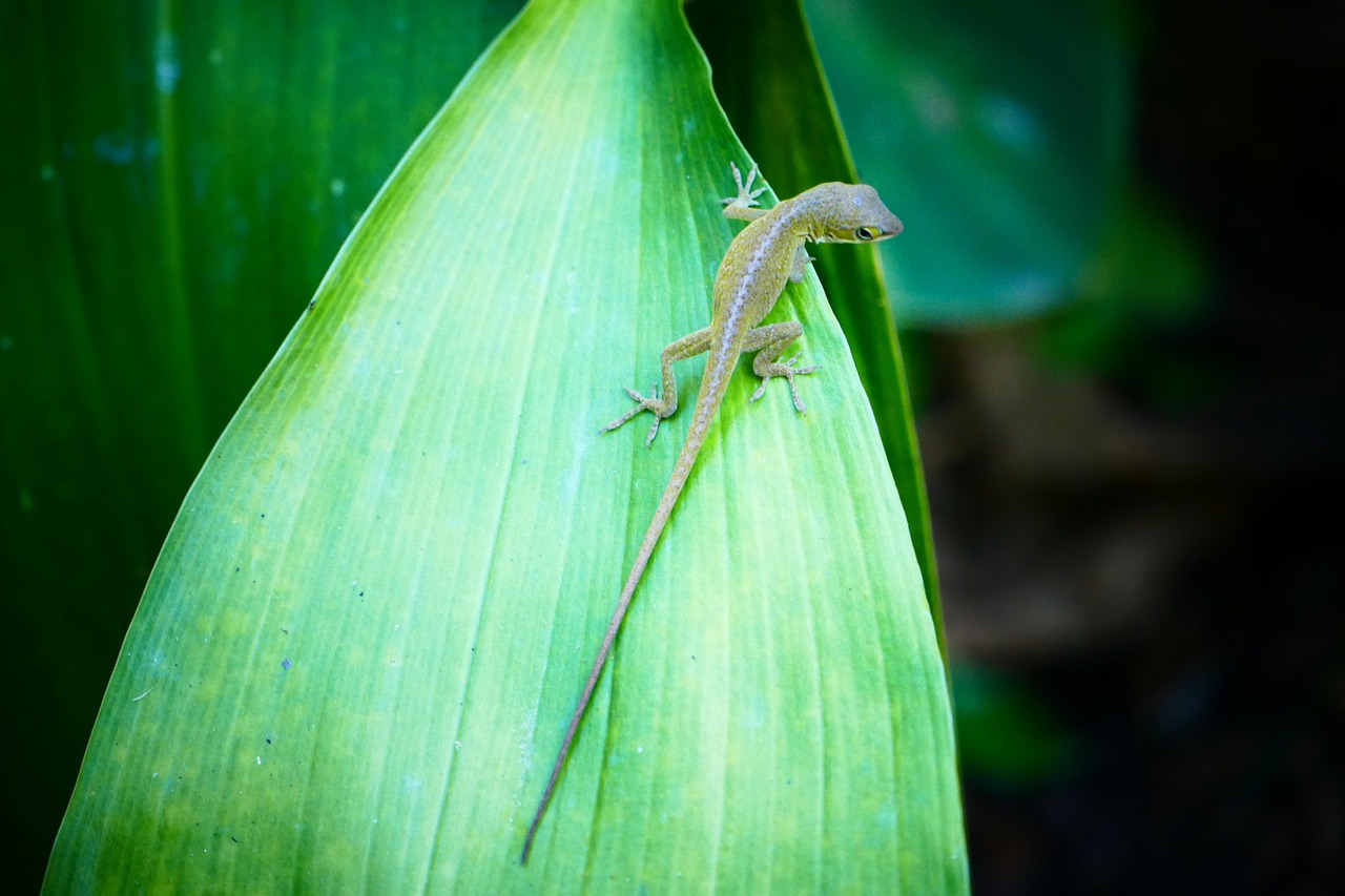 Lizard Anole Reptile - Free photo on Pixabay - Pixabay