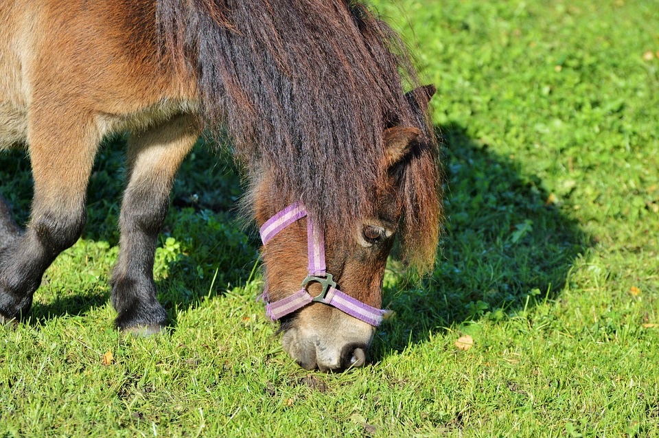 Caballo Poni Mane - Foto gratis en Pixabay - Pixabay