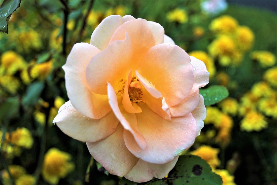 Herbst Rose Regen - Kostenloses Foto auf Pixabay