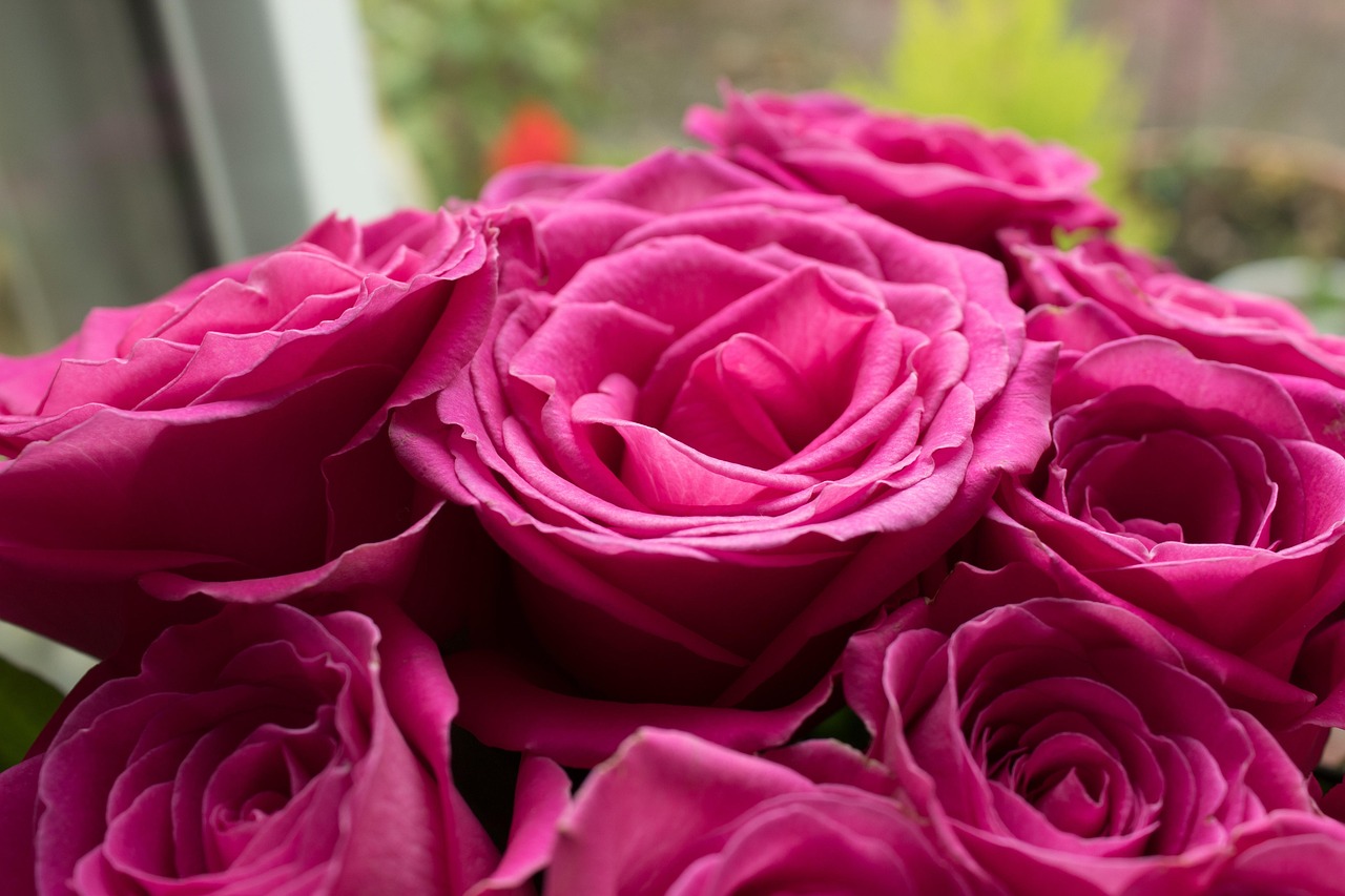Pink Roses Flowers - Free photo on Pixabay