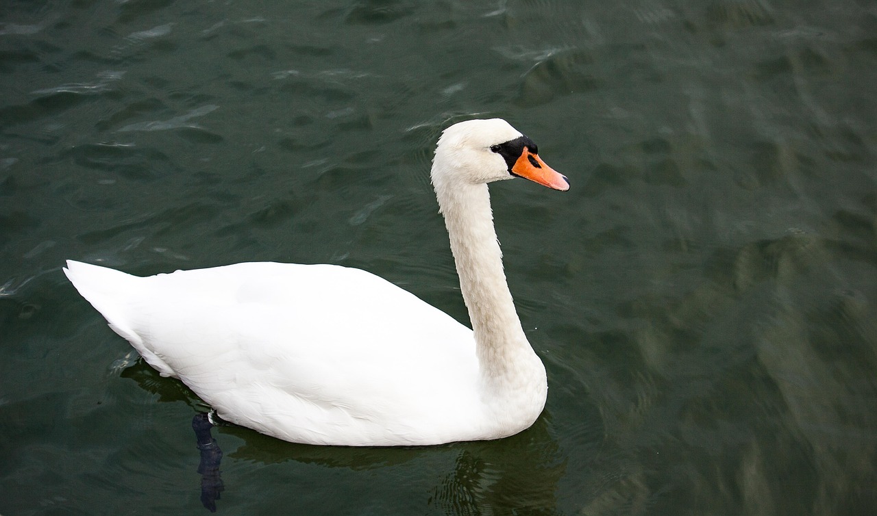 Cisne Animal Ave Acuática - Foto gratis en Pixabay - Pixabay