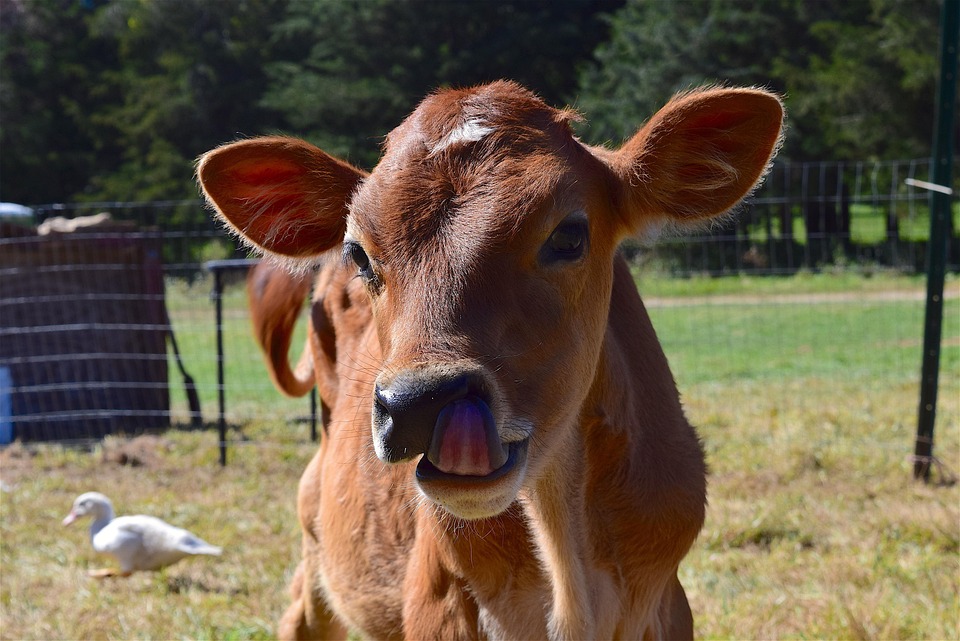 Cow Portrait Farm - Free photo on Pixabay