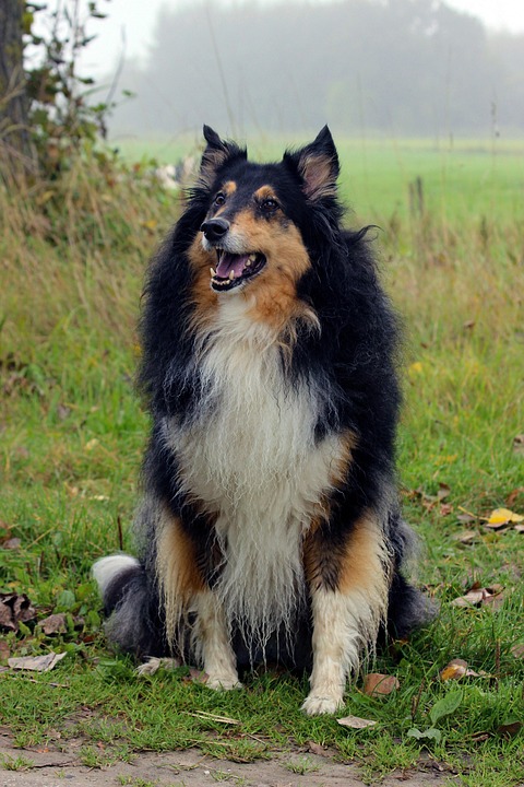 Scottish Collie World Animal Day - Free photo on Pixabay - Pixabay