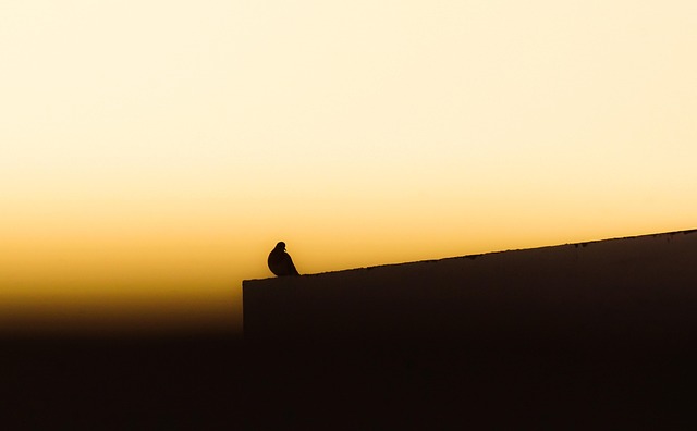 Les Oiseaux Dans Le Soir Pigeon - Photo gratuite sur Pixabay