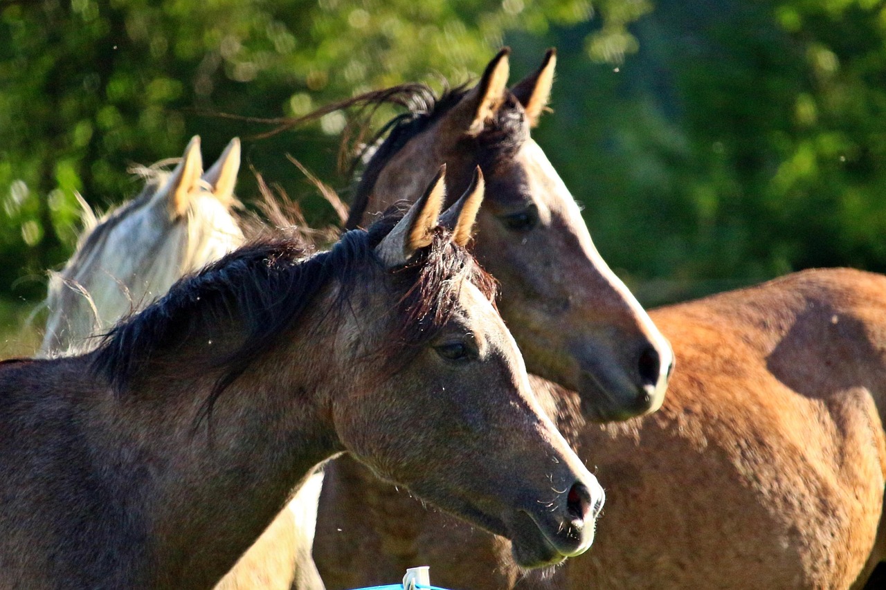 Caballo Cabeza De Pura - Foto gratis en Pixabay - Pixabay