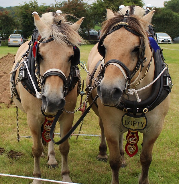 Caballo De Shire Aprovechar Animal - Foto gratis en Pixabay - Pixabay