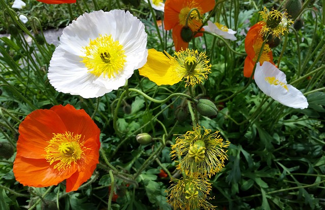 Iceland Poppies Flowers Spring - Free photo on Pixabay