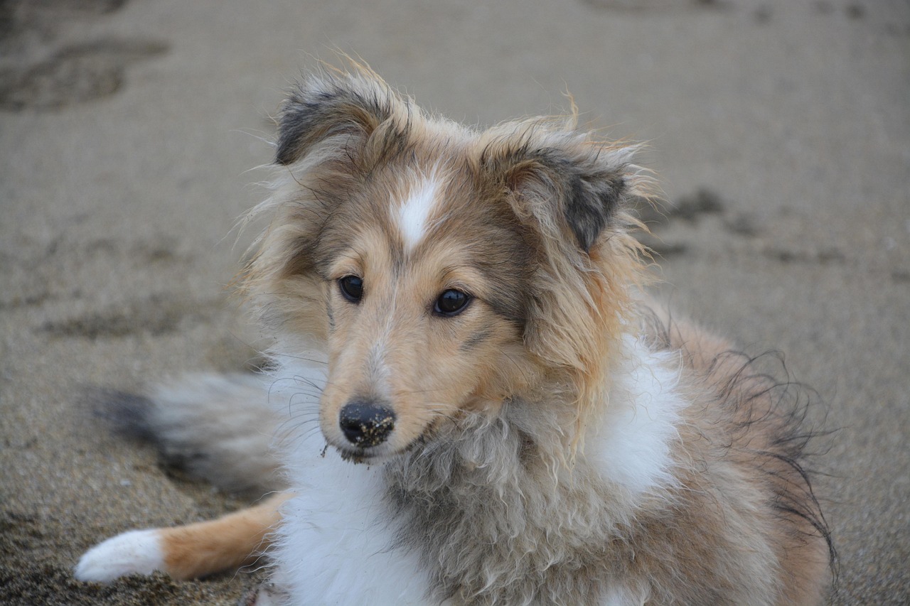 Shetland Sheepdog Portrait Head - Free photo on Pixabay - Pixabay