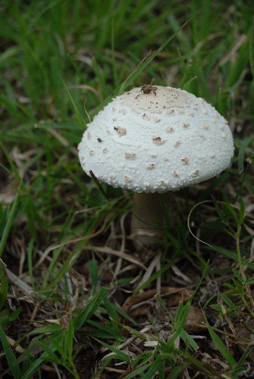 Champignon Comestible La Nature - Photo gratuite sur Pixabay - Pixabay