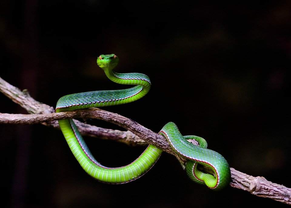 Satwa Liar Ular Rekor Warna - Foto gratis di Pixabay
