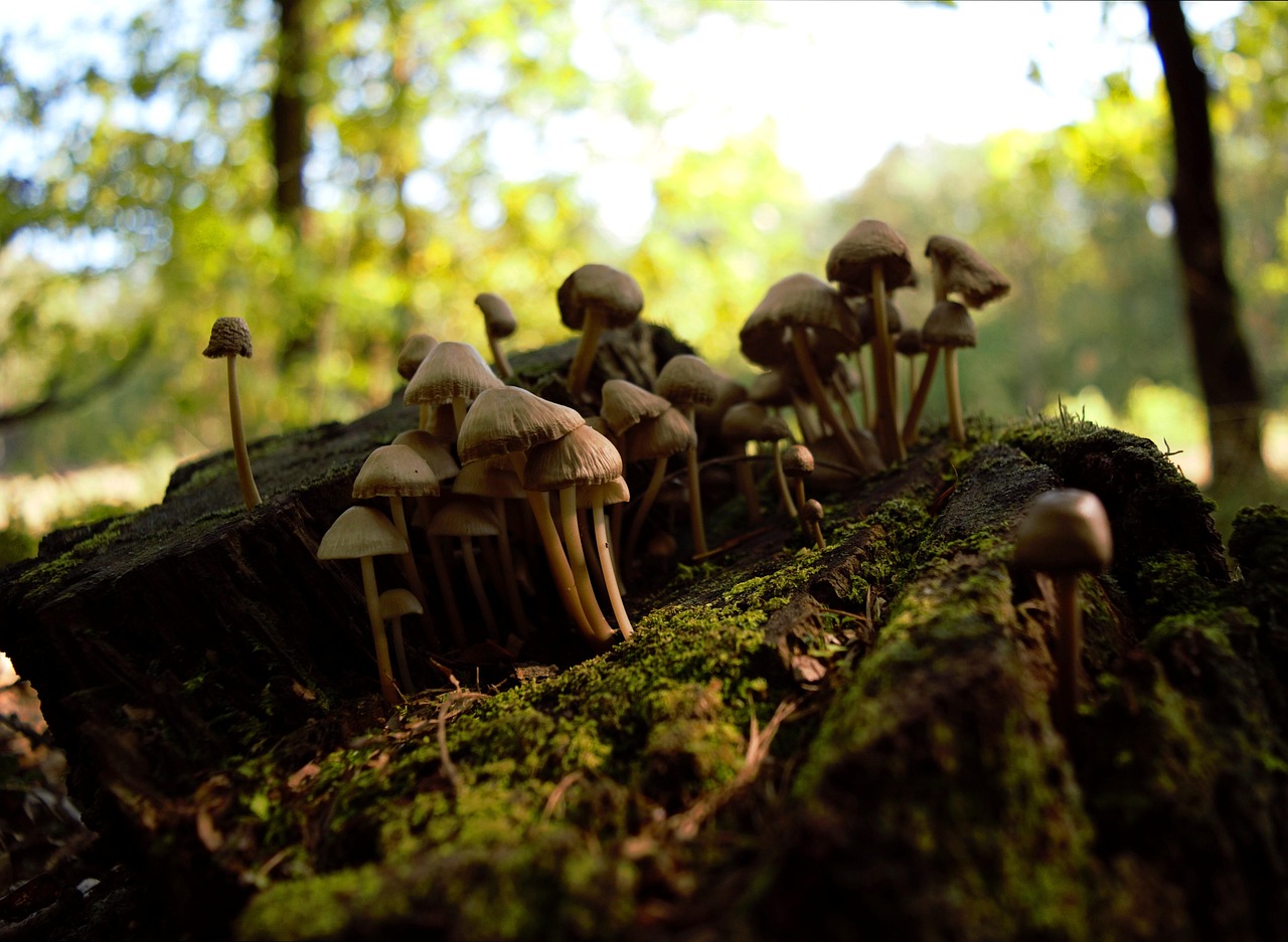 Autumn Mushrooms Stump - Free photo on Pixabay