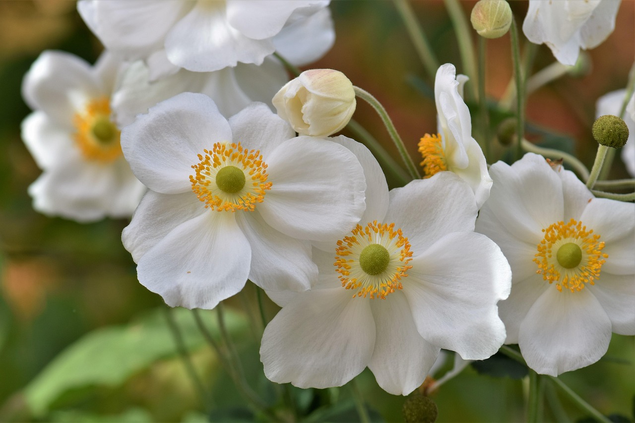 Anemones White Plants - Free photo on Pixabay