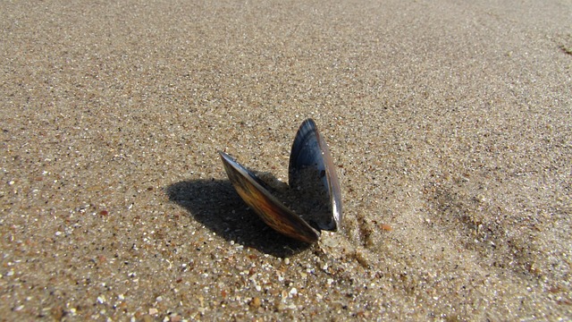 Conchas Na Praia Areia Concha - Foto gratuita no Pixabay - Pixabay