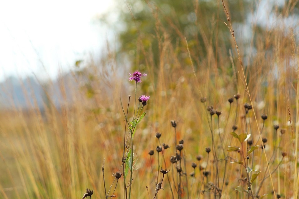 La Nature Graminées - Photo gratuite sur Pixabay - Pixabay