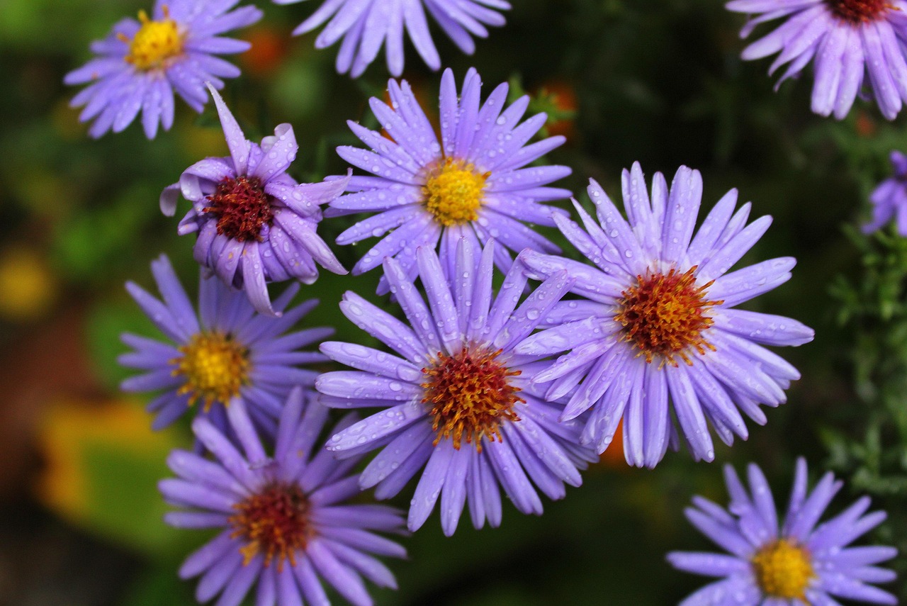 Flowers Violet Purple - Free photo on Pixabay - Pixabay