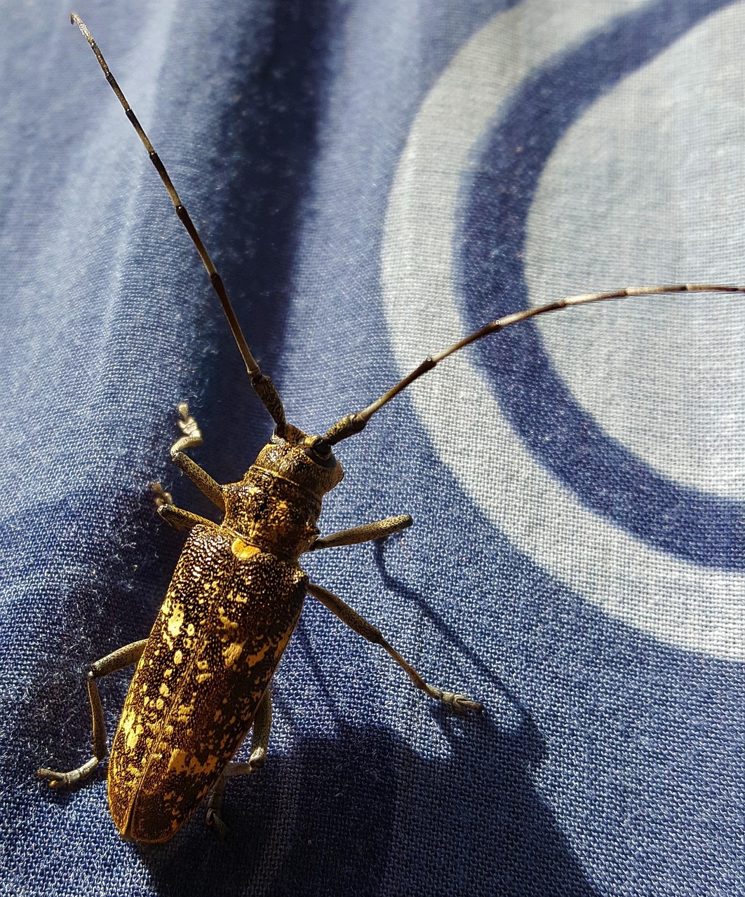 Insect Macro Krekel - Gratis foto op Pixabay - Pixabay