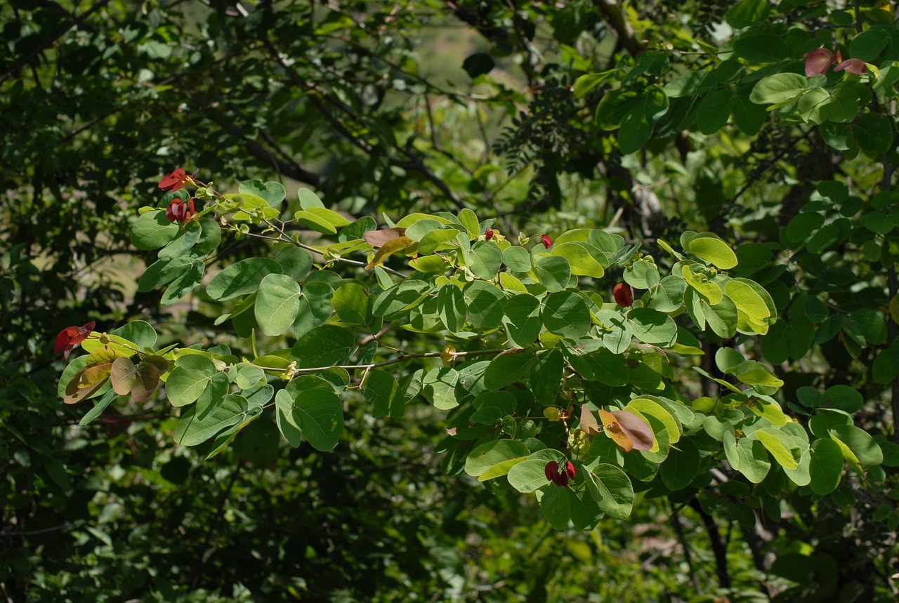 Arbol Hojas Naturaleza - Foto gratis en Pixabay - Pixabay Arbol Hojas Naturaleza - Foto gratis en Pixabay - Pixabay