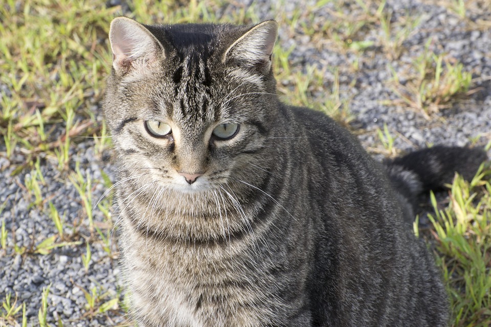 Animal Cat Tigré - Photo gratuite sur Pixabay - Pixabay