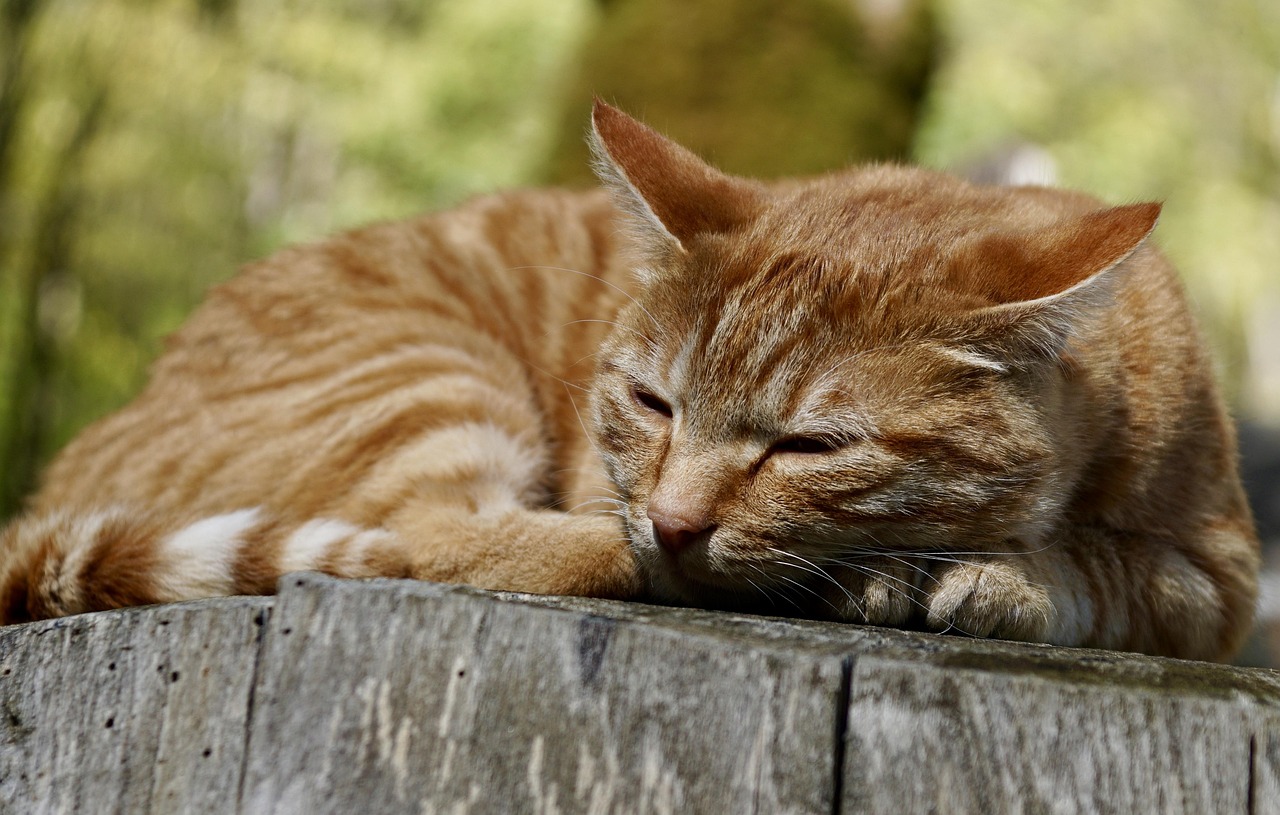 Cat Animal Domestic House - Free photo on Pixabay - Pixabay