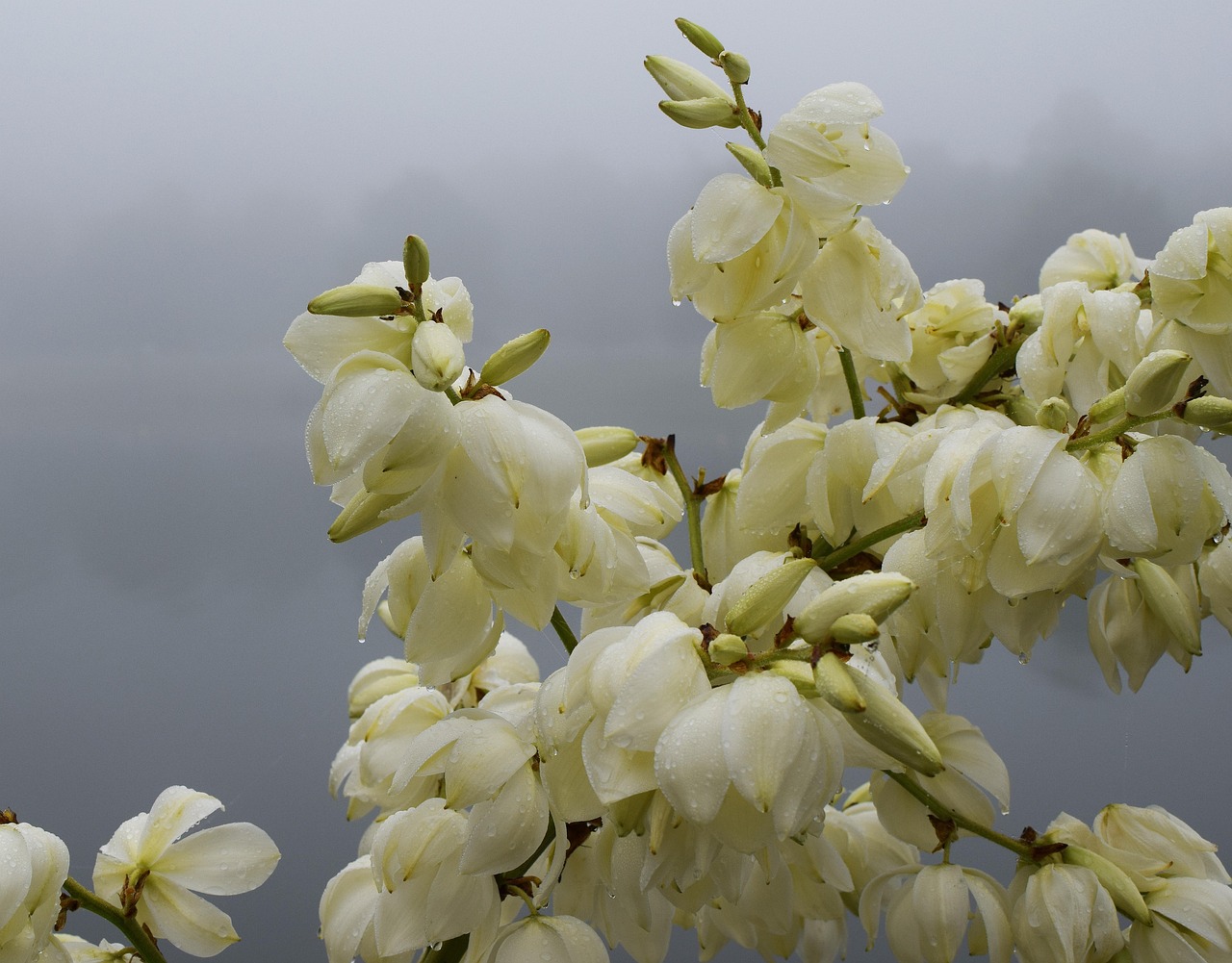 Chuva Molhado Yucca Flores - Foto gratuita no Pixabay - Pixabay