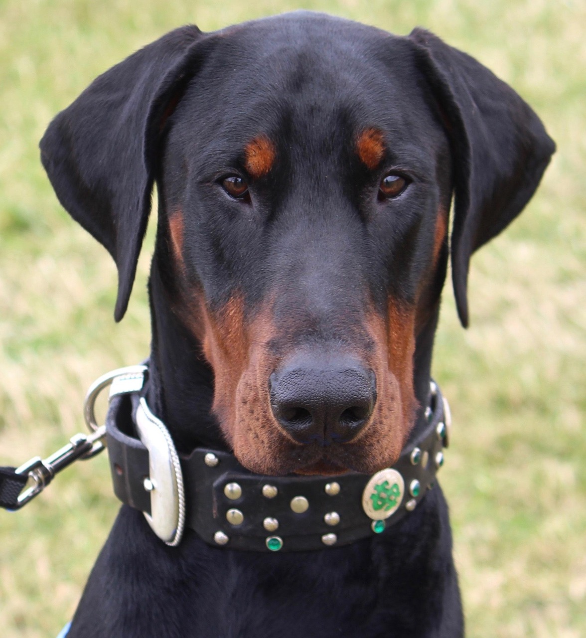 Doberman Cachorro Animal Bicho De - Foto gratuita no Pixabay - Pixabay