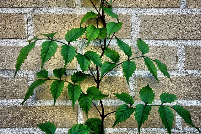 Plantes Feuille Feuilles - Photo gratuite sur Pixabay - Pixabay