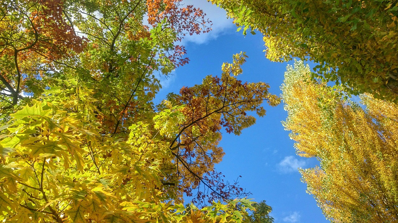 Autumn Golden Leaves Colors Of - Free photo on Pixabay