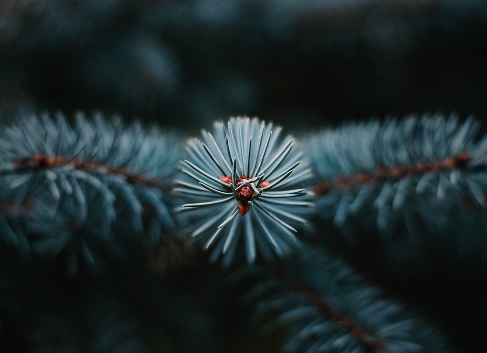Baum Nadelbaum Nadeln - Kostenloses Foto auf Pixabay
