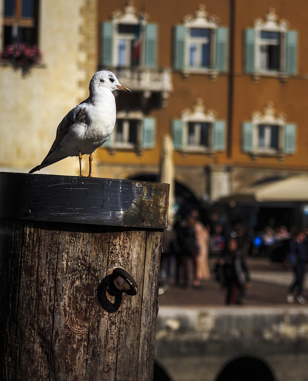 Gull Sea Bird Water - Free photo on Pixabay - Pixabay