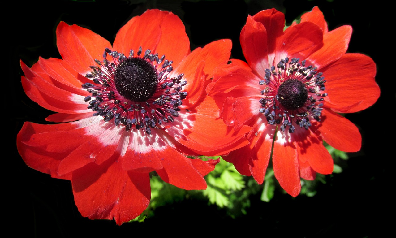 Flor Anêmona Vermelho - Foto gratuita no Pixabay - Pixabay