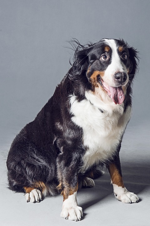 Animal Dog Bernese Mountain - Free photo on Pixabay