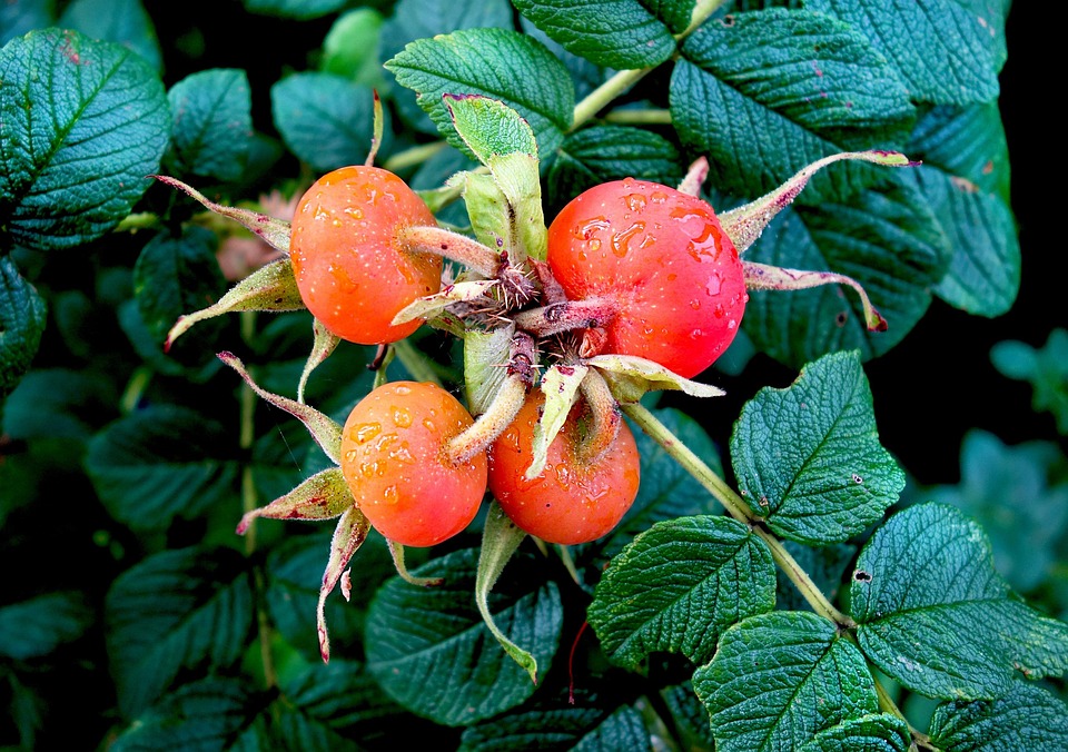 Plant Fruit Rosehip - Free photo on Pixabay - Pixabay