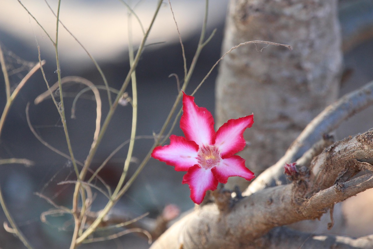 Impala Lys Fleur Rose - Photo gratuite sur Pixabay - Pixabay