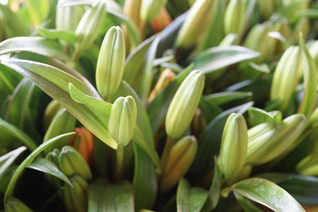 Asiatic Lily Buds Bloom Blossom - Free photo on Pixabay - Pixabay