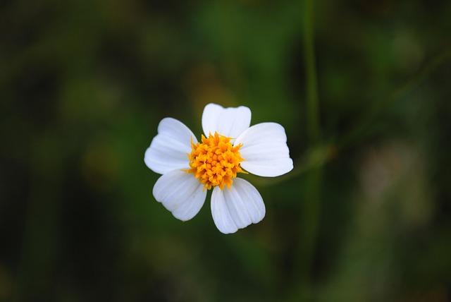 Fleur Blanche Petite Flore - Photo gratuite sur Pixabay - Pixabay