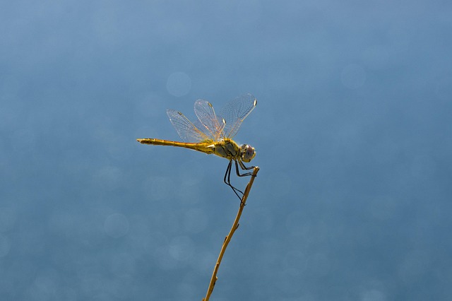 Libellule Aile D'Or - Photo gratuite sur Pixabay - Pixabay