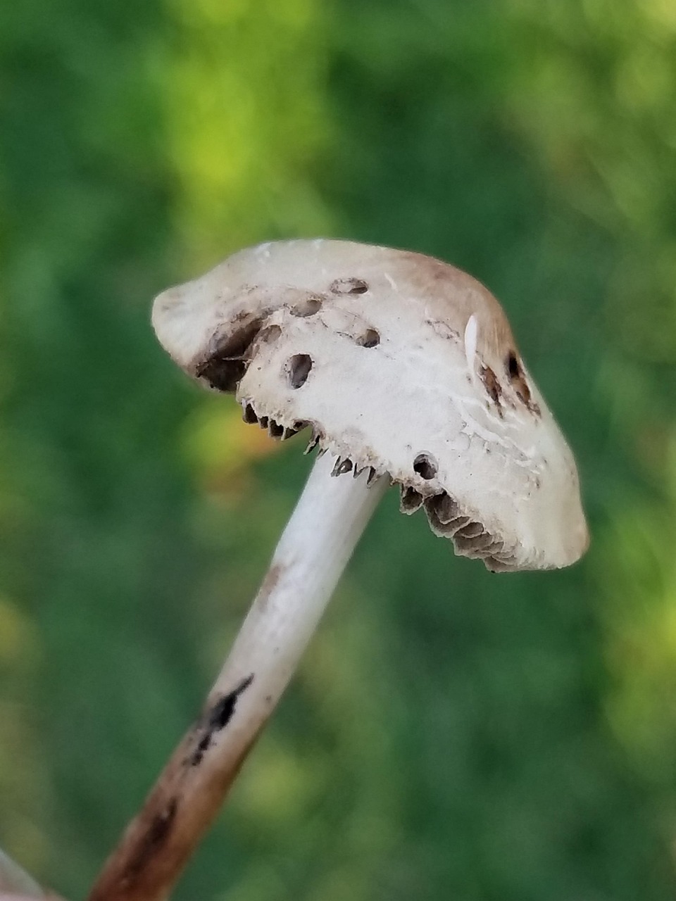 Cogumelo Natureza - Foto gratuita no Pixabay