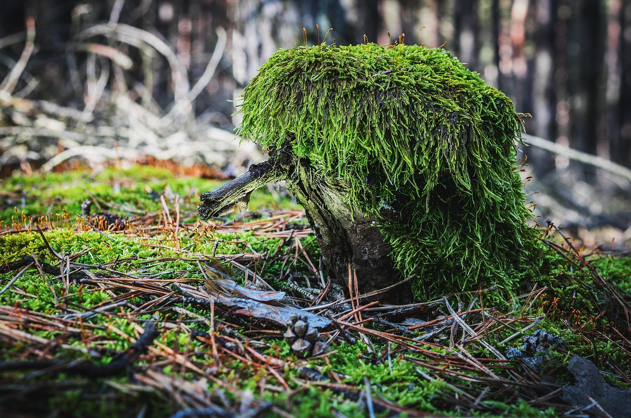 Forrest Moss Mystical Tree - Free photo on Pixabay