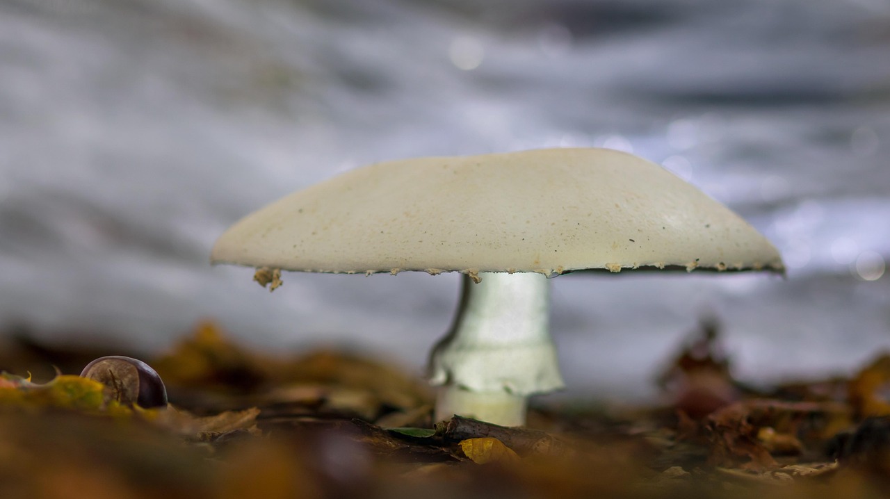 Cogumelo De Outono - Foto gratuita no Pixabay - Pixabay