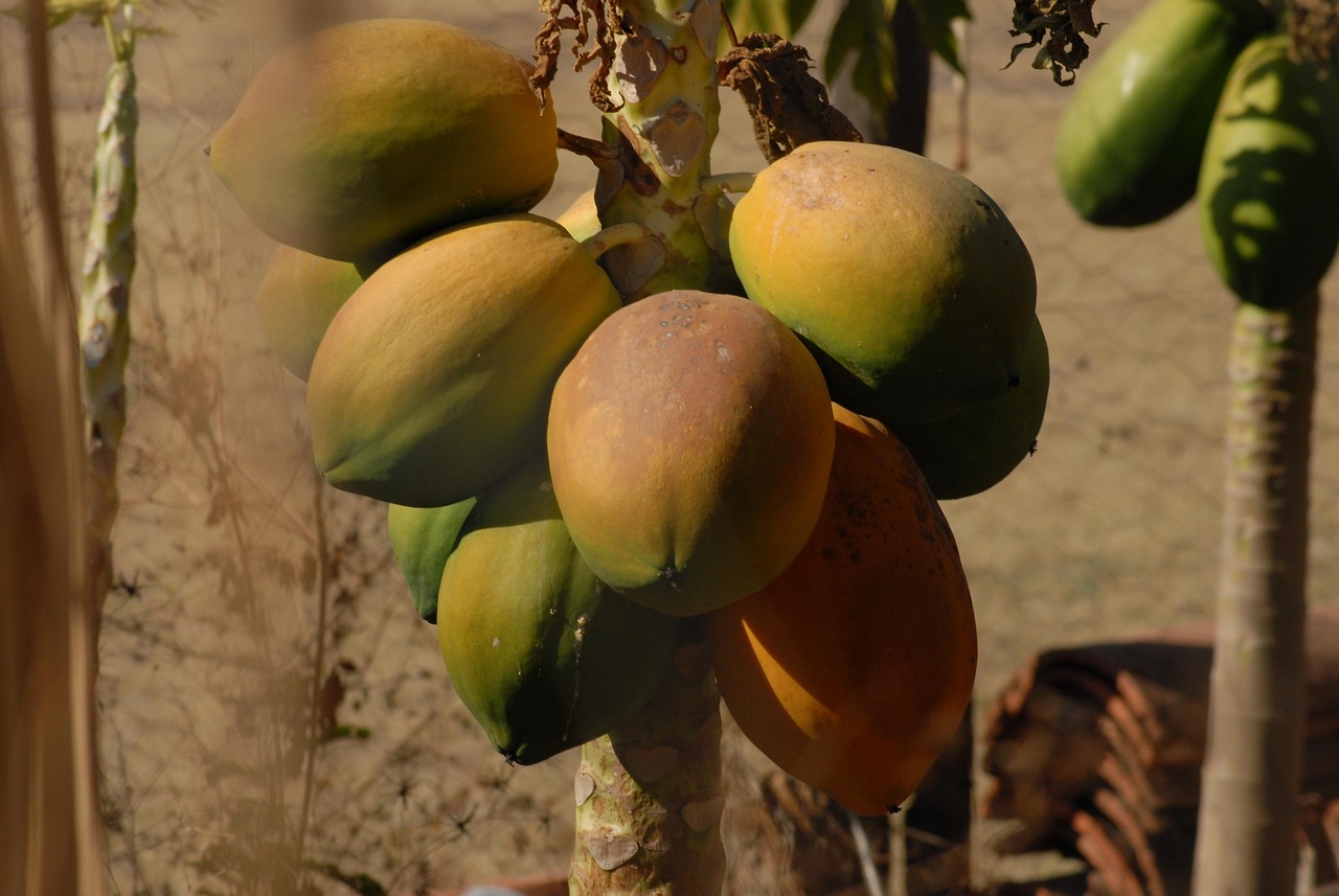 Papaya Fruit Food - Free photo on Pixabay