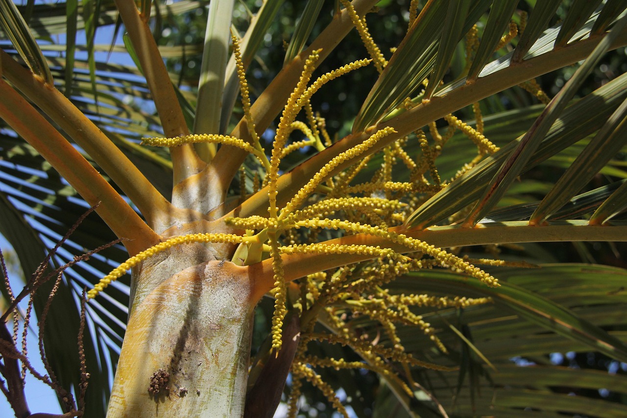 Coquinhos Natureza - Foto gratuita no Pixabay - Pixabay