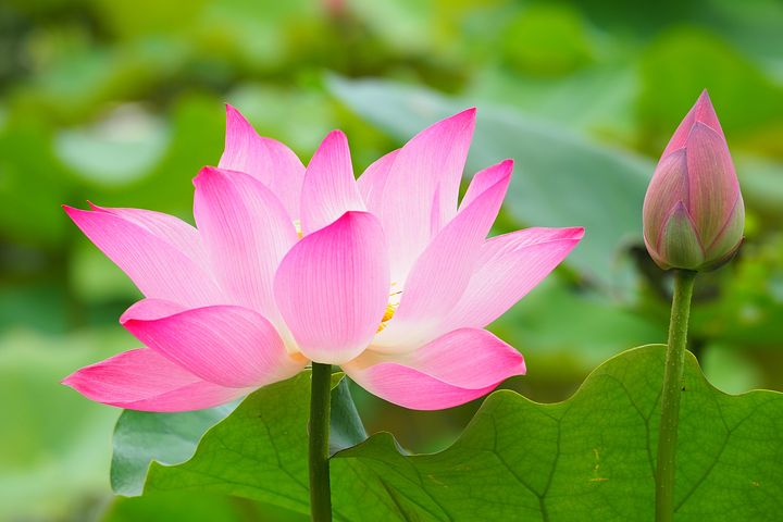10,000+ Lotus Flower Pictures and Photos in Hi-Res