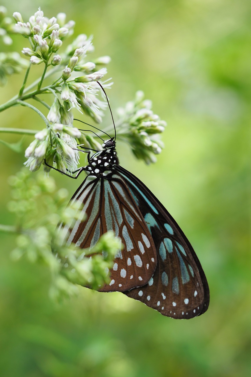 Taipei Botanical Garden Flower - Free photo on Pixabay